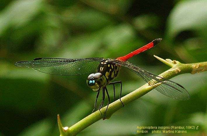 Papua Insects Foundation (Odonata/Anisoptera)